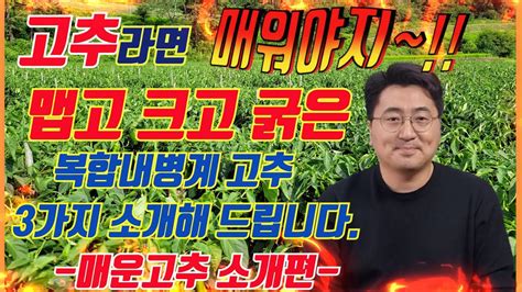 Ep35 2022년 극대과종 매운 복합내병계고추를 추천드립니다 매운고추 추천편 Youtube