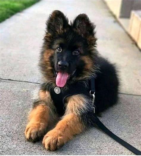 සුරතල් සතුන් ඇති කිරිමේ සන්ගමය