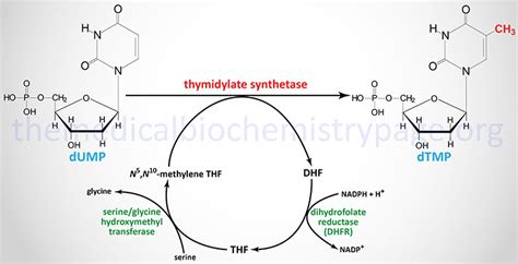 Nucleotides Biosynthesis And Catabolism The Medical Biochemistry Page
