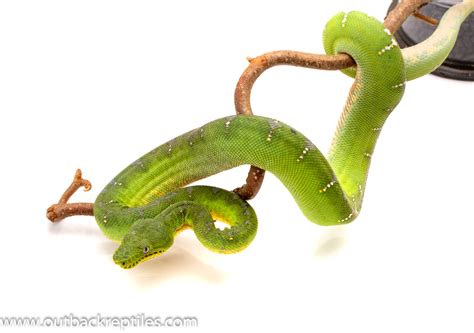 Emerald Tree Boa Female Outback Reptiles