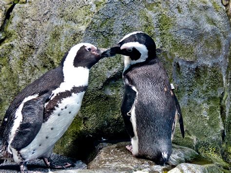 Penguin Kiss Free Stock Photo Public Domain Pictures