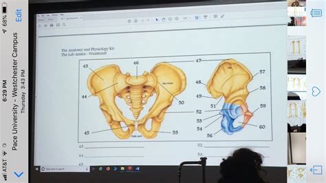 Bone Diagram Quizlet