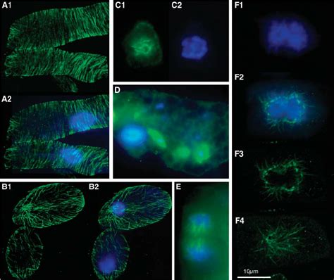 Seedlings Overexpressing Nondegradable Cyclin B1 Exhibit Abnormal Mt