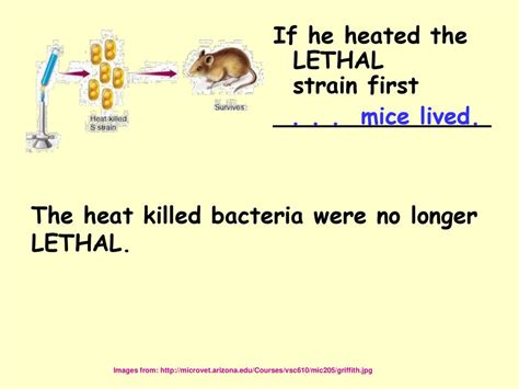Dna And Rna Chapter Ppt Download