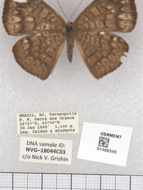 Emesis Fastidiosa Pinned Specimens