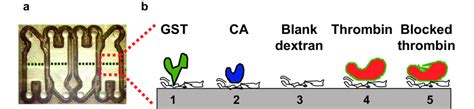 The Assay Configuration In Biacore A100 A Four Parallel Independent