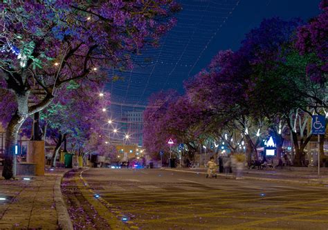 بالصور مشاهد ساحرة لرداء بنفسجي في أبها السعودية وكأنها اليابان Cnn