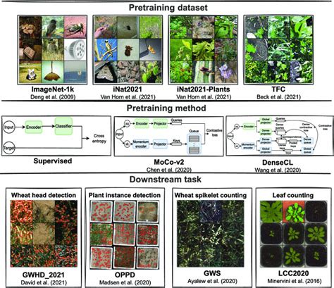 Benchmarking Self Supervised Contrastive Learning Methods For Image Based Plant Phenotyping