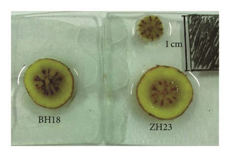 Lignin Staining Of Bh18 And Zh23 Download Scientific Diagram