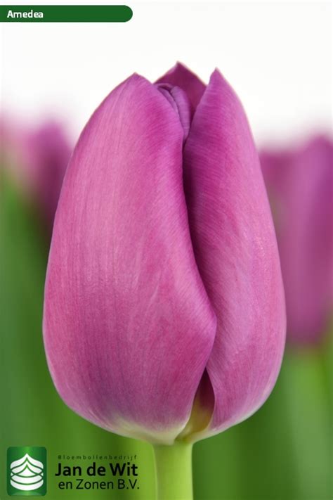 Amedea Tulip Jan De Wit En Zonen Bv