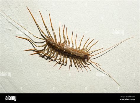 House Centipede Map Locating And Managing House Centipede Hotspots