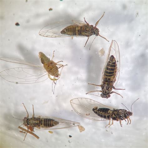 Zebra Chip Disease Usu