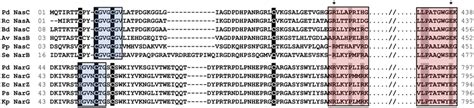 Multiple Sequence Alignment Of Representative Catalytic Subunits For