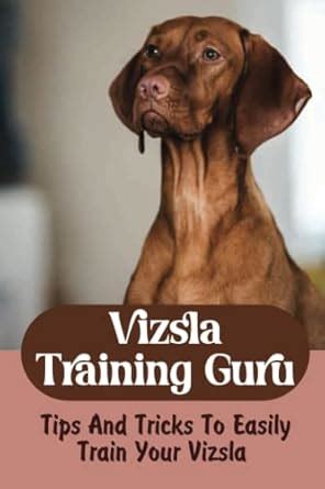 Vizsla Training Guru Tips And Tricks To Easily Train Your Vizsla