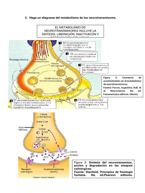 Sintesis De Neurotransmisores Sinapsis Ácido Gamma Aminobutírico