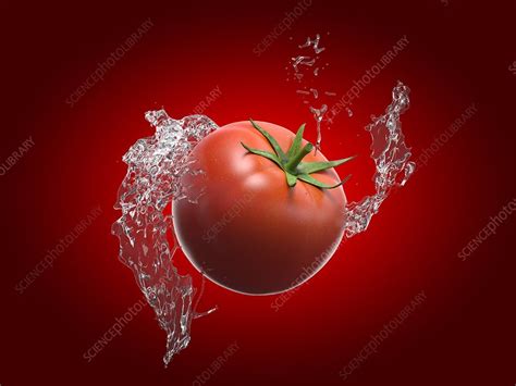 Tomato Splatter