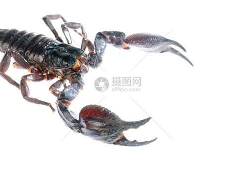 蝎子heterometrus上白色孤立高清图片下载 正版图片507103924 摄图网
