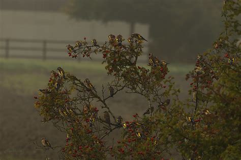 Goldfinch Gathering Gathering For Their Migration I Guess… Flickr