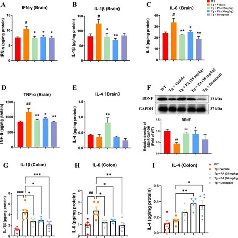 Effects Of Pa On Pro Inflammatory Cytokines Anti Inflammatory Download Scientific Diagram