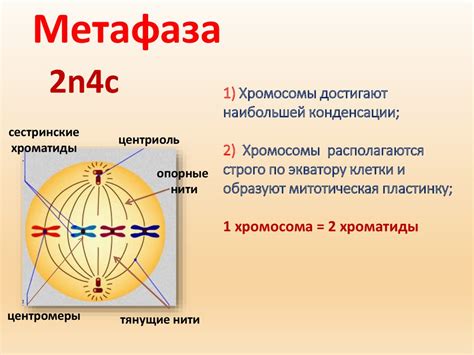 Механизм митоза - online presentation