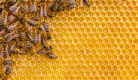 Пчелиные соты фото крупным планом Фото подборки 2