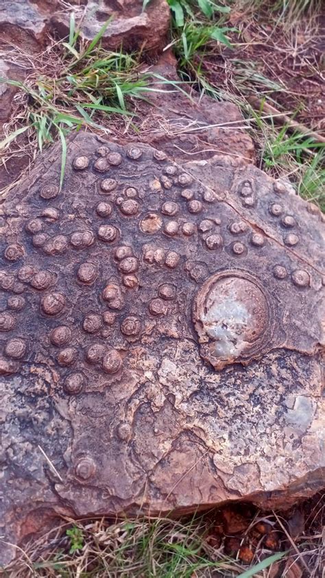 Summit Pursuits Cyanobacteria Blue Green Algae Is Said To Be The First Form Of Life On Our