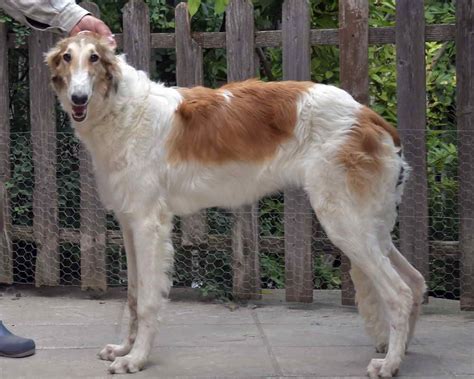 Borzoi The Breed Archive