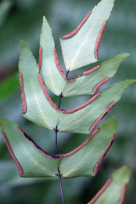 Adiantum Macrophyllum Ferns And Lycophytes Of The World