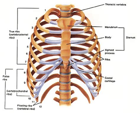 Rib Cage Diagram Diagram Of The Rib Cage Eldj
