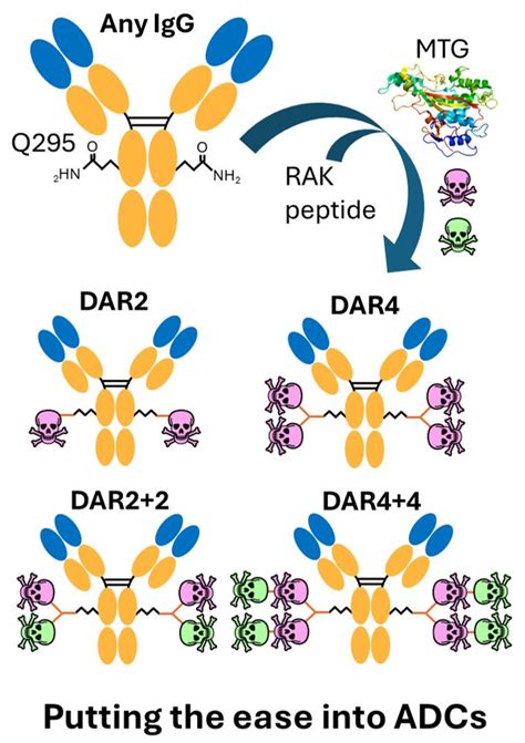 Adc Or Aoc Conjugation Is Key Dr Andreas Herrmann Phd