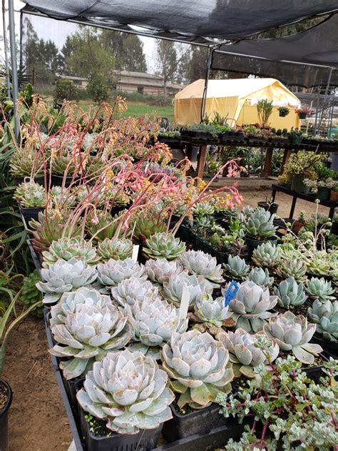 Best Buy Plants Nursery Added A Best Buy Plants Nursery