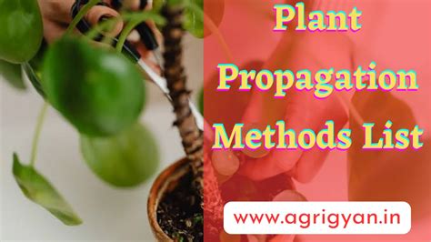 Plant Propagation Techniquesmethods In Horticulture Crop List Plant Propagation Techniquesmethods In Horticulture Crop List