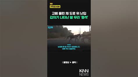 주행 중 도로 위 나타난 말 급히 멈춰봤지만 결국 Knn Youtube