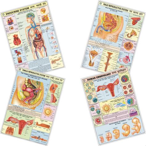 Multicolor Human Physiology Charts Laminated Set Of 17 Charts At