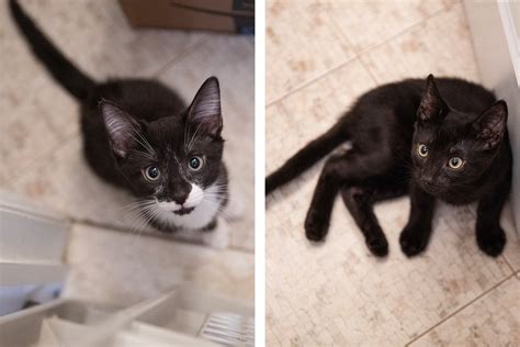 Ringworm In Cats Tail