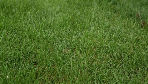 Green Grass Texture