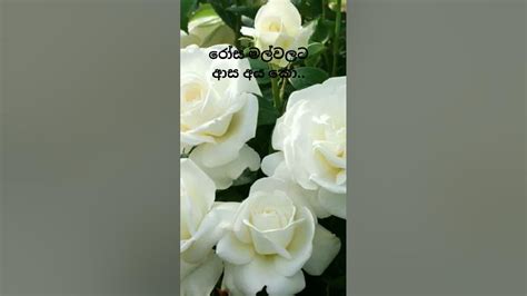 ඔයාගේ ආසම මල මොකක්ද Youtube