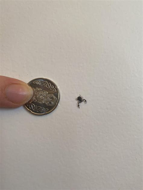 Bug Thing Rnewzealandwildlife Bug Thing Rnewzealandwildlife