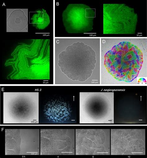 Novel Multicellular Prokaryote Discovered Next To An Underground Stream Elife
