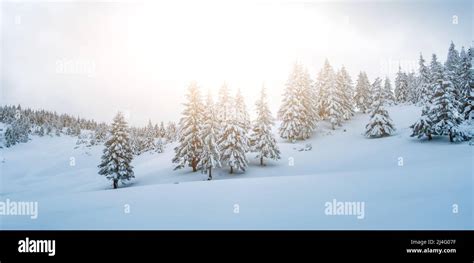 Pine Trees With Snow On Mountain Stock Photo Alamy