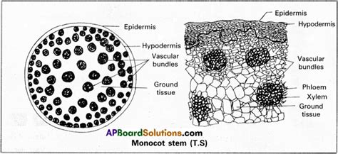 Hypodermis Plants
