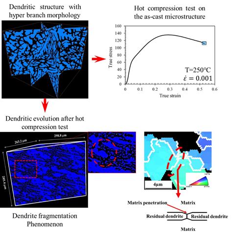 Solidification Texture Dendrite Tomgraphy Hotcompression Magnesium Mohammad Sadegh Jalali