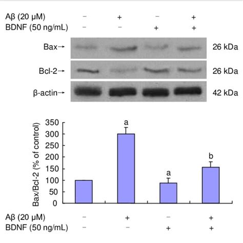 Effects Of Brain Derived Neurotrophic Factor Bdnf On Beta Amyloid Download Scientific Diagram