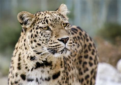 Kostenloses Foto Leopard Persischer Leopard Kostenloses Bild Auf