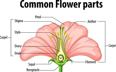 Flower Diagram With Labels