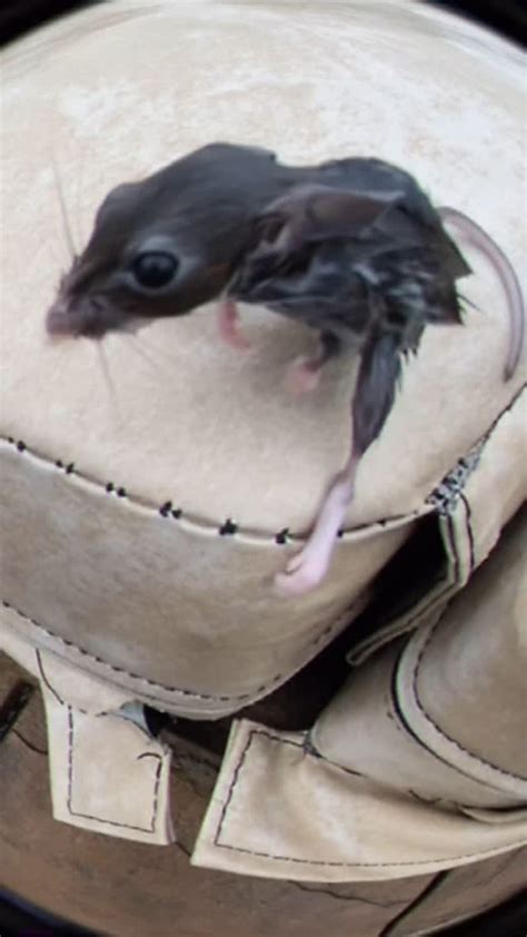 Wet Rat Daily Wet Rat Daily • Instagram Photos And Videos