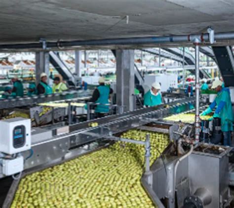 Fruits Optical Sorting Solution Weight Sorting