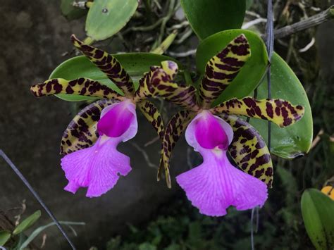 Orchid Classification