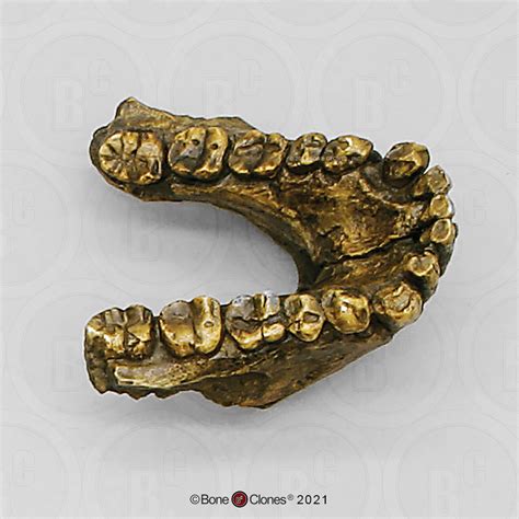Australopithecus Anamensis Mandible Knm Kp 29281 Bone Clones Osteological Reproductions