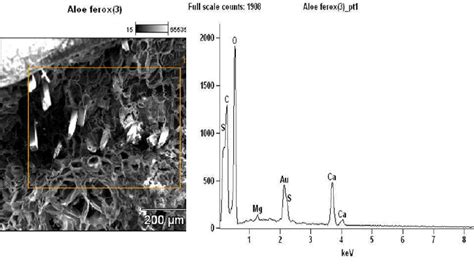 X Ray Spectrum Of Mineral Crystals Deposits In The Mesophyll Tissue